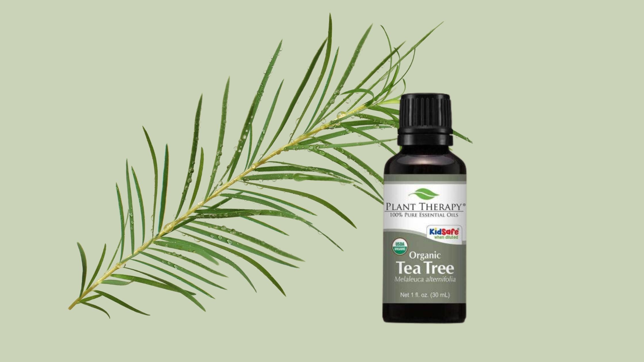 11 Remarkable Uses For Tea Tree Oil and Simple DIY's